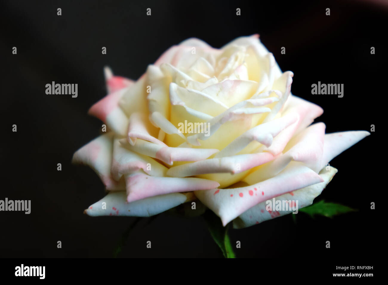 Big white rose hi-res stock photography and images - Alamy