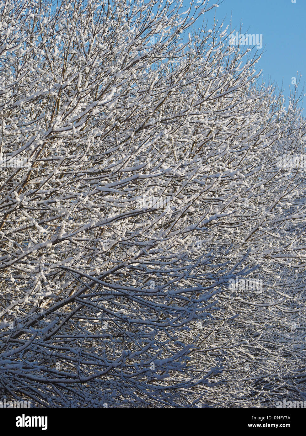 cold winter scene with trees and snow Stock Photo - Alamy