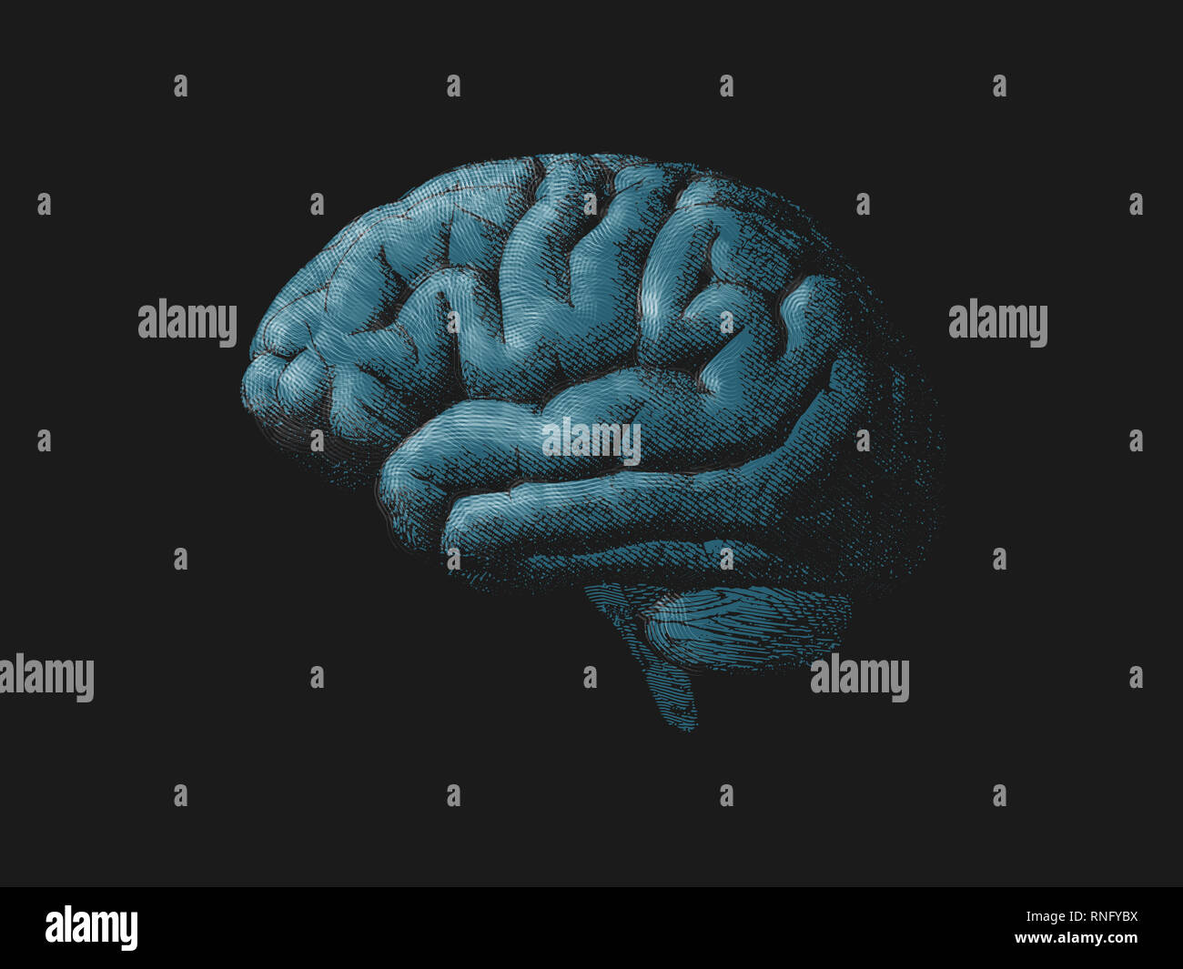 Antique medical illustration human brain hi-res stock photography and ...