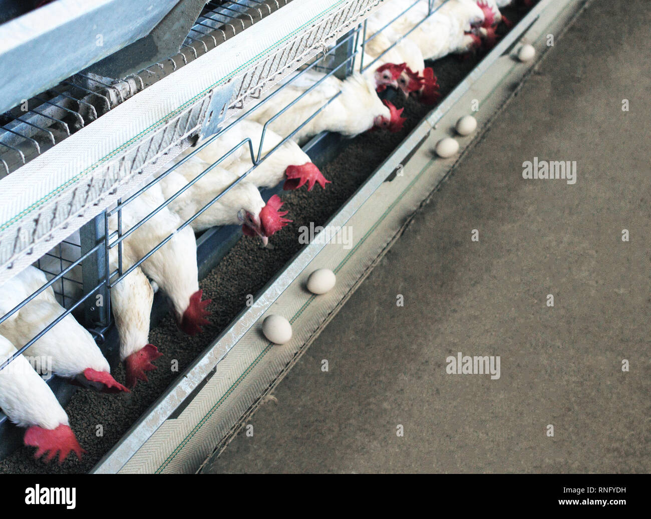 Chicken eggs factory, white chickens, industry, copy space poultry farm ...