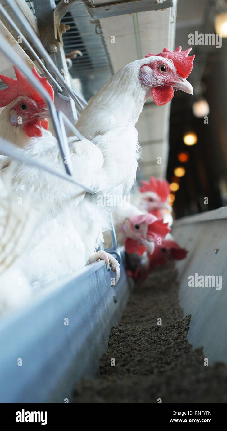 White chickens that lay eggs at a poultry farm, industry, vertical ...