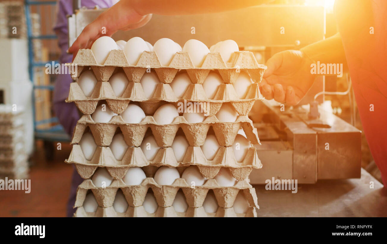 The process of sorting and culling chicken eggs at a poultry farm ...