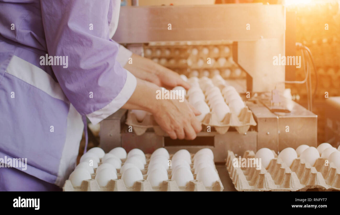 The process of sorting and culling chicken eggs at a poultry farm ...