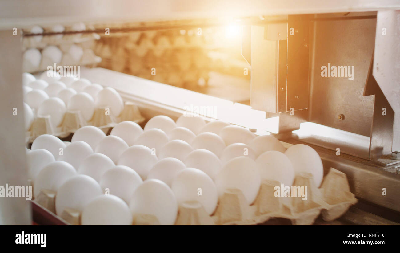 Automatic egg sorting process at the poultry farm, sunset Stock Photo ...