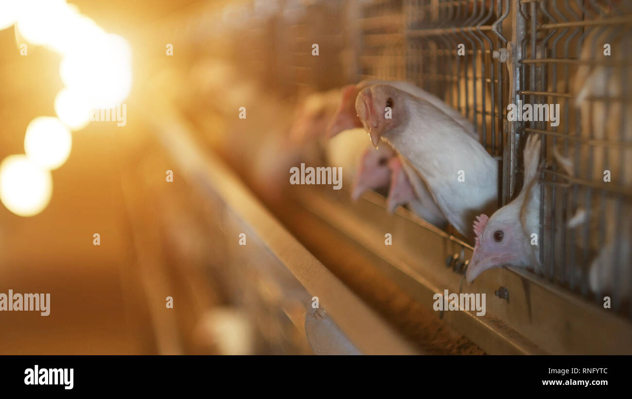 Factory for raising and breeding broiler meat smokes, sunset, farming ...