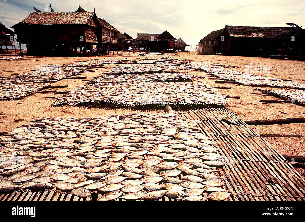1980s indonesia fish drying hi-res stock photography and images - Alamy