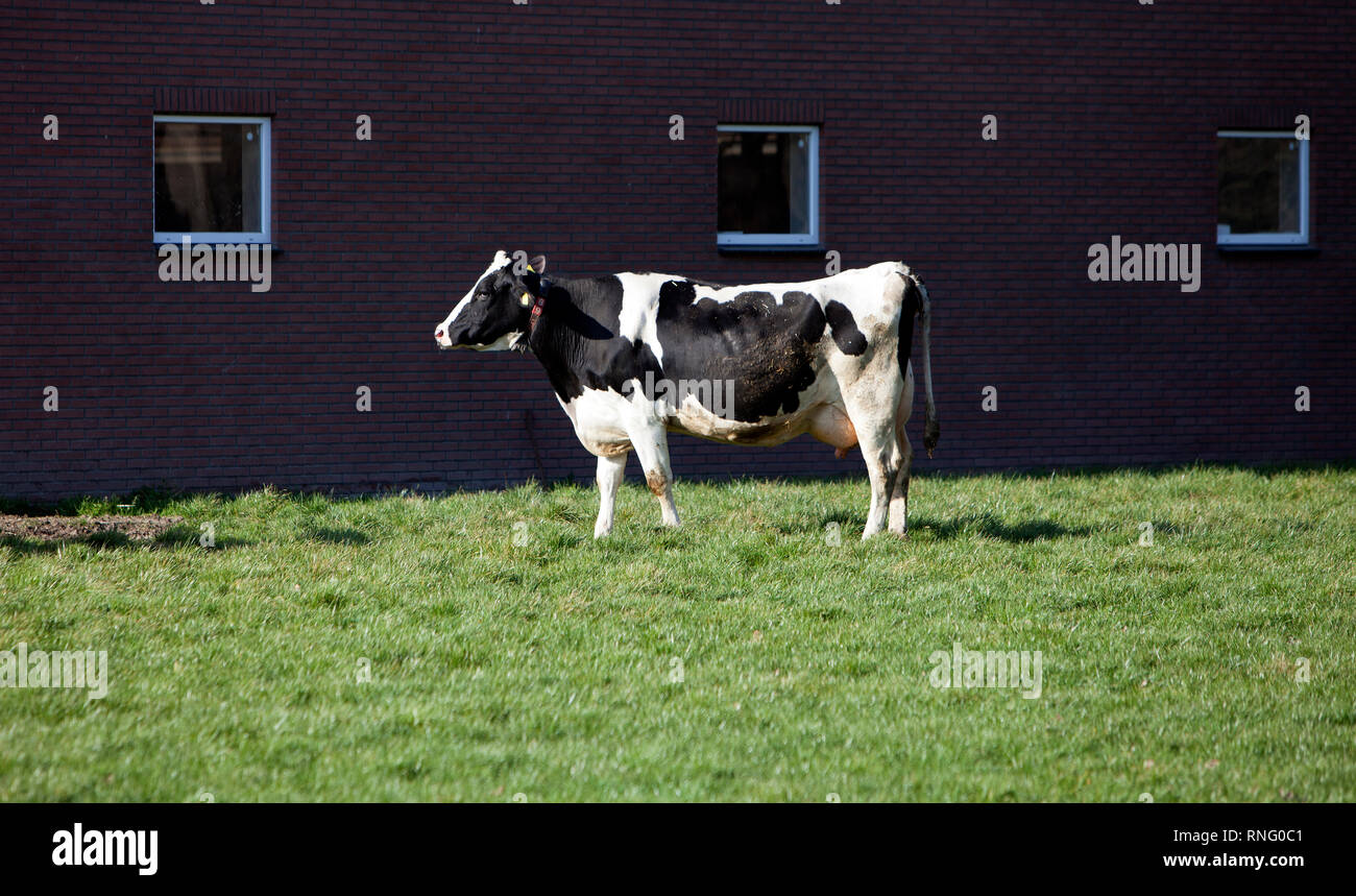 black and white cow in dutch farm meadow in the netherlands near ...