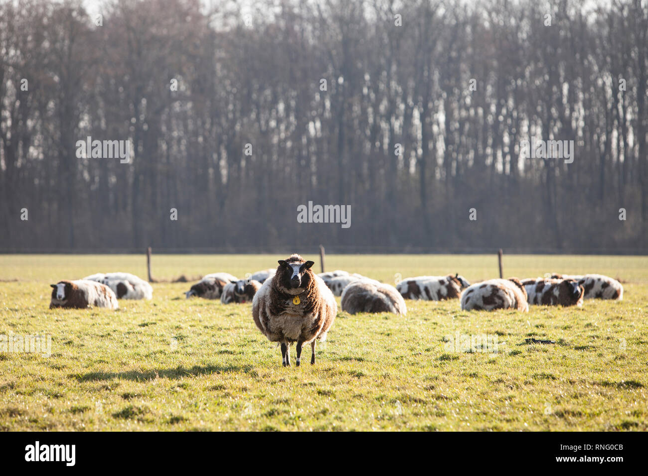 Dutch spotted sheep hi-res stock photography and images - Alamy