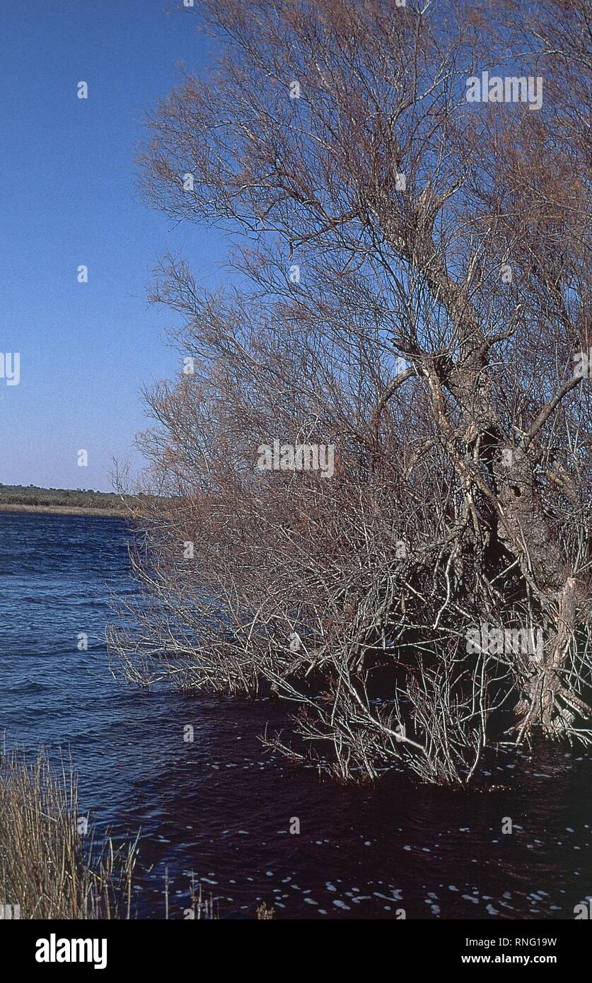 Arbol seco hi-res stock photography and images - Alamy