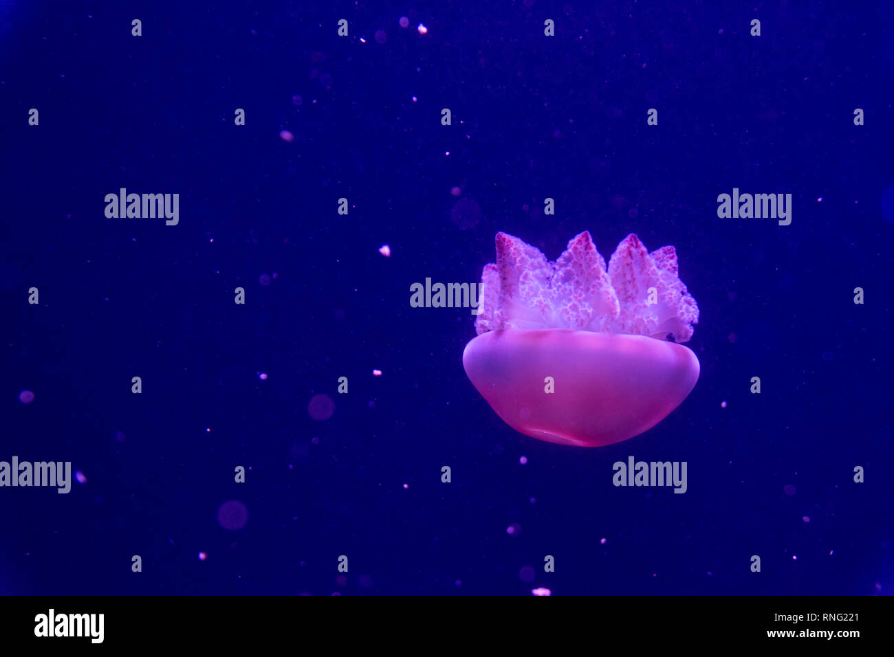 Stingy fish hi-res stock photography and images - Alamy