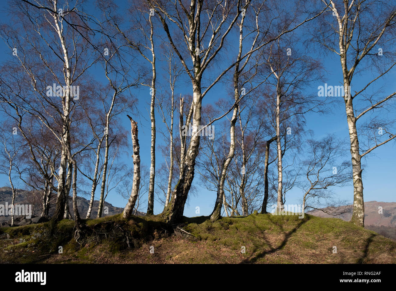 Silver Birch trees in Autumn sunshine at the famous Hodge Close Quarry ...