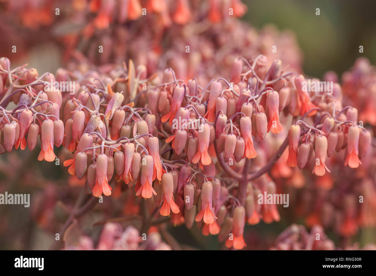 Beautiful pink and red flowers Stock Photo - Alamy