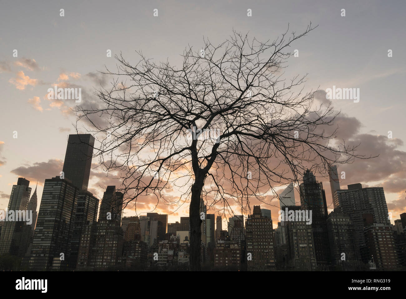 New york city tree hi-res stock photography and images - Alamy