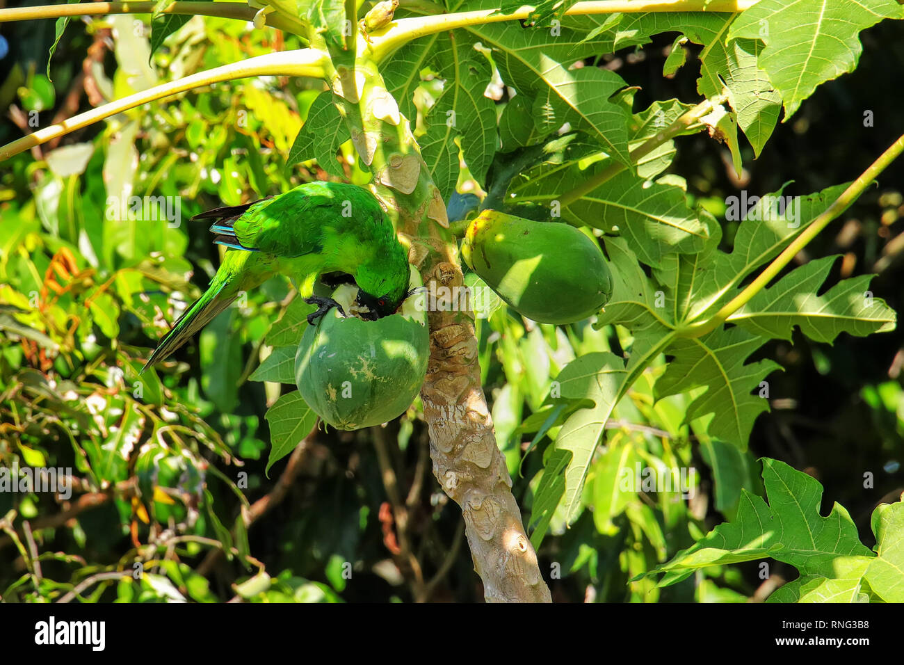 Ouvea parakeet (Eunymphicus uvaeensis) eating papaya on Ouvea Island ...