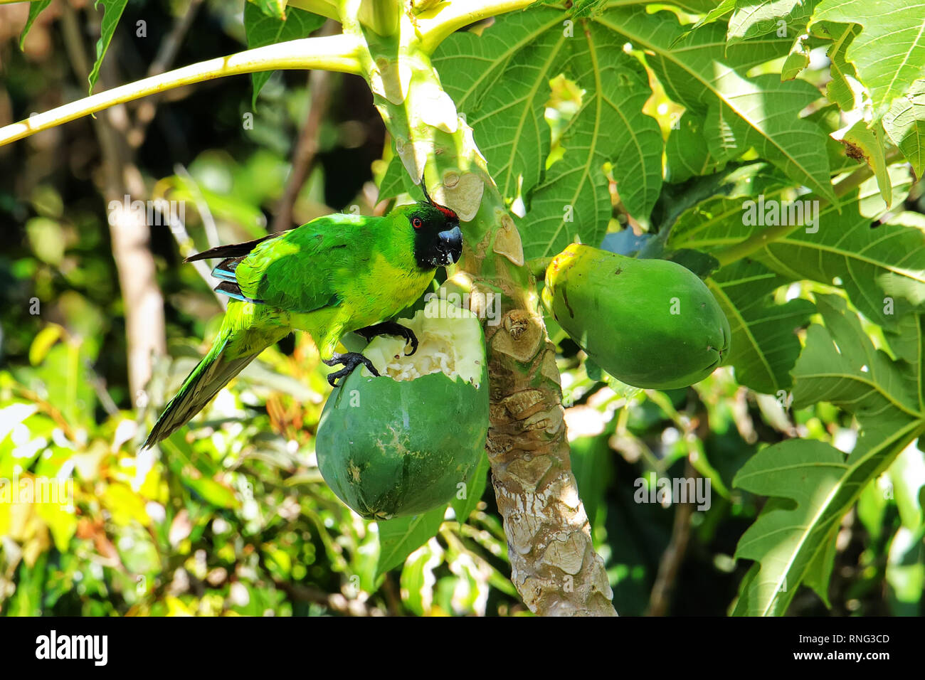 Ouvea parakeet (Eunymphicus uvaeensis) eating papaya on Ouvea Island ...