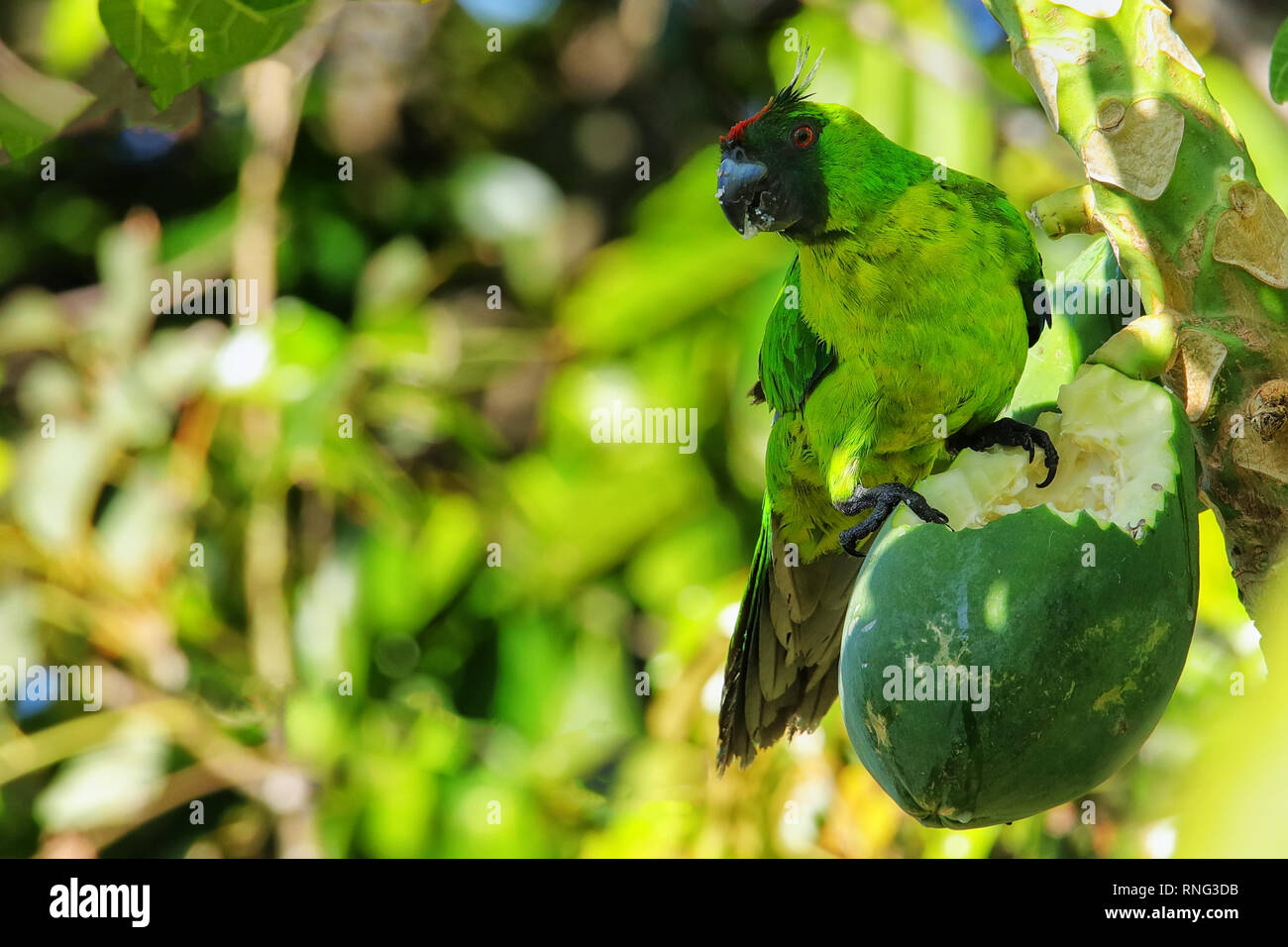 Ouvea parakeet (Eunymphicus uvaeensis) eating papaya on Ouvea Island ...
