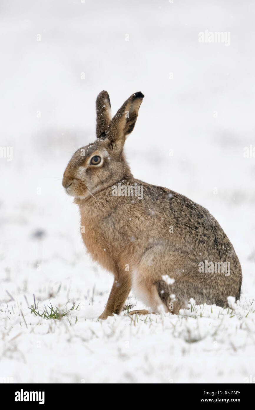 Brown hare sitting upright hi-res stock photography and images - Alamy