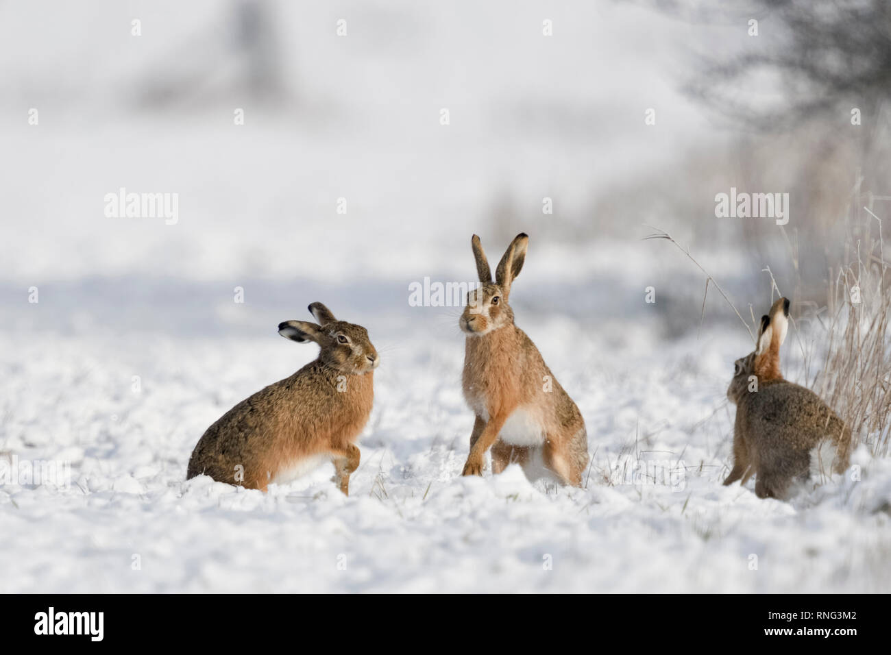 Liebre europea hi-res stock photography and images - Alamy