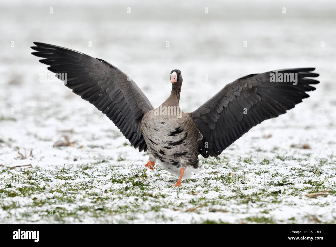 Snow goose landing in field hi-res stock photography and images - Alamy