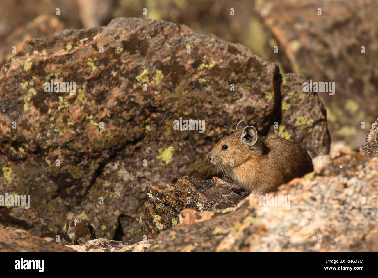 An American Pika in its Rocky Mountain home Stock Photo - Alamy
