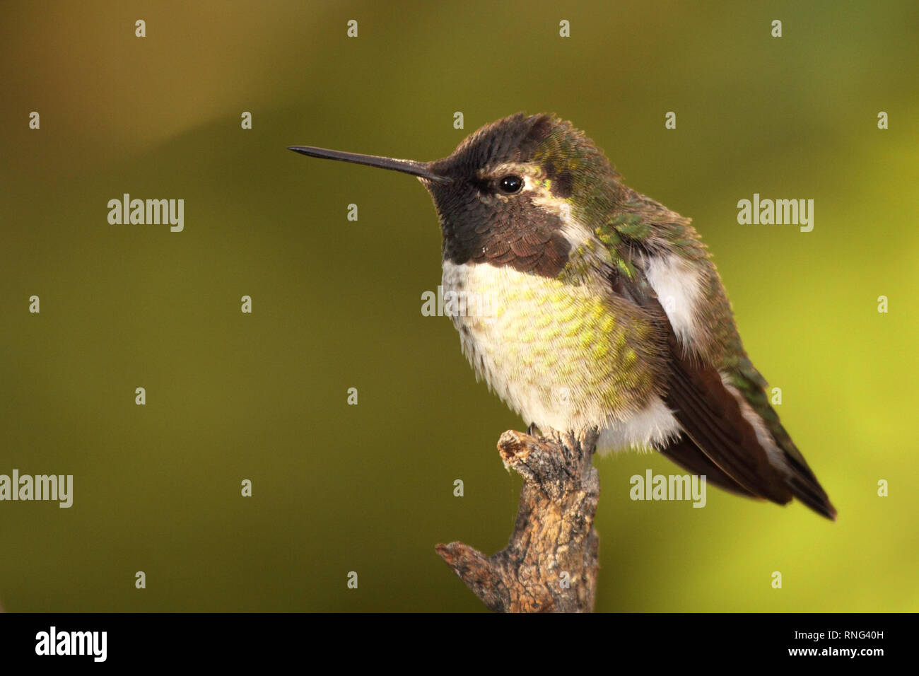 Male Costa's Hummingbird High Resolution Stock Photography and Images ...