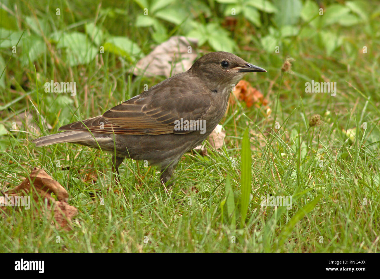 Brilliant starling hi-res stock photography and images - Alamy