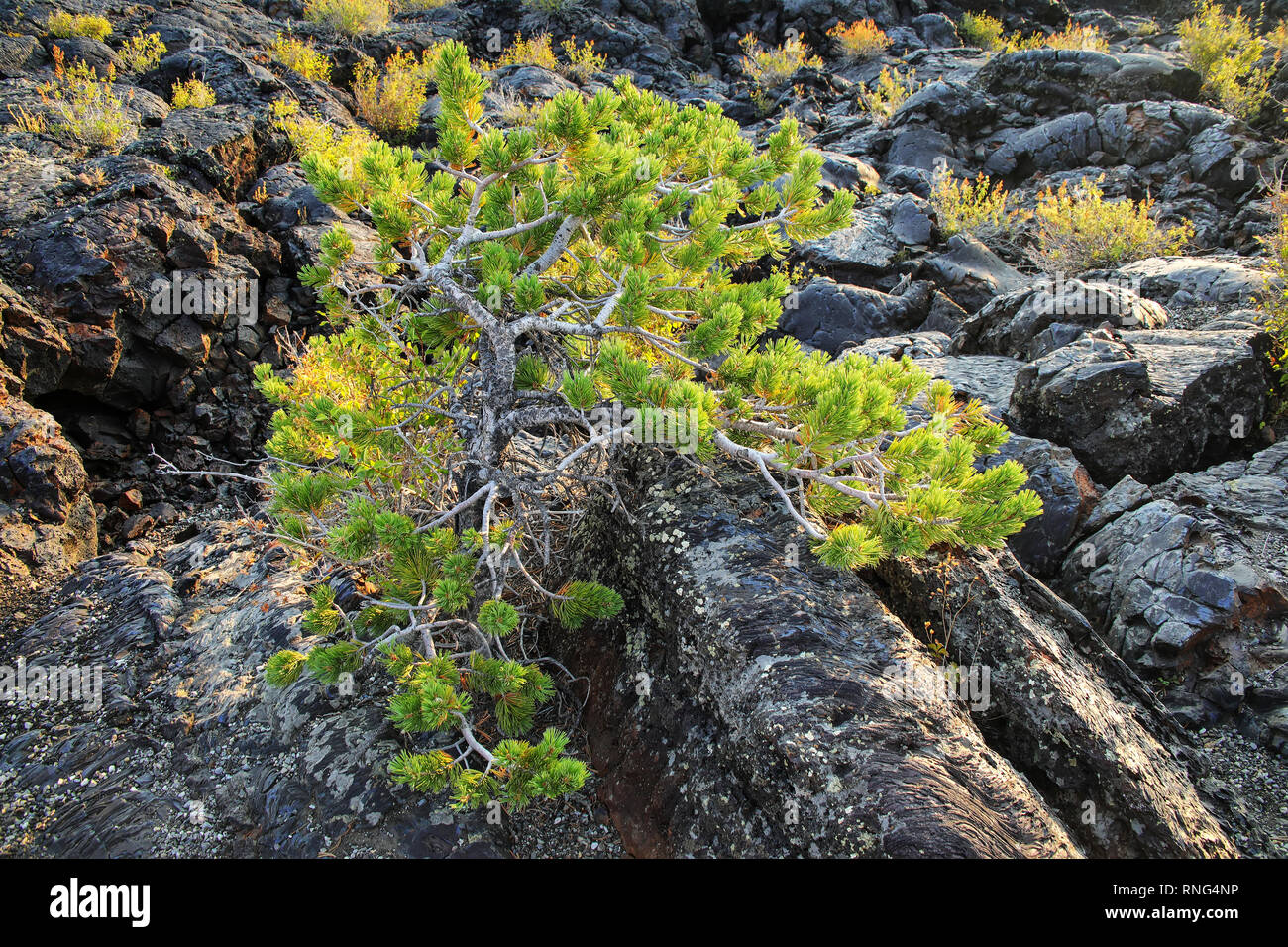 Juniper tree growing through lava flow, North Crater Flow Trail ...
