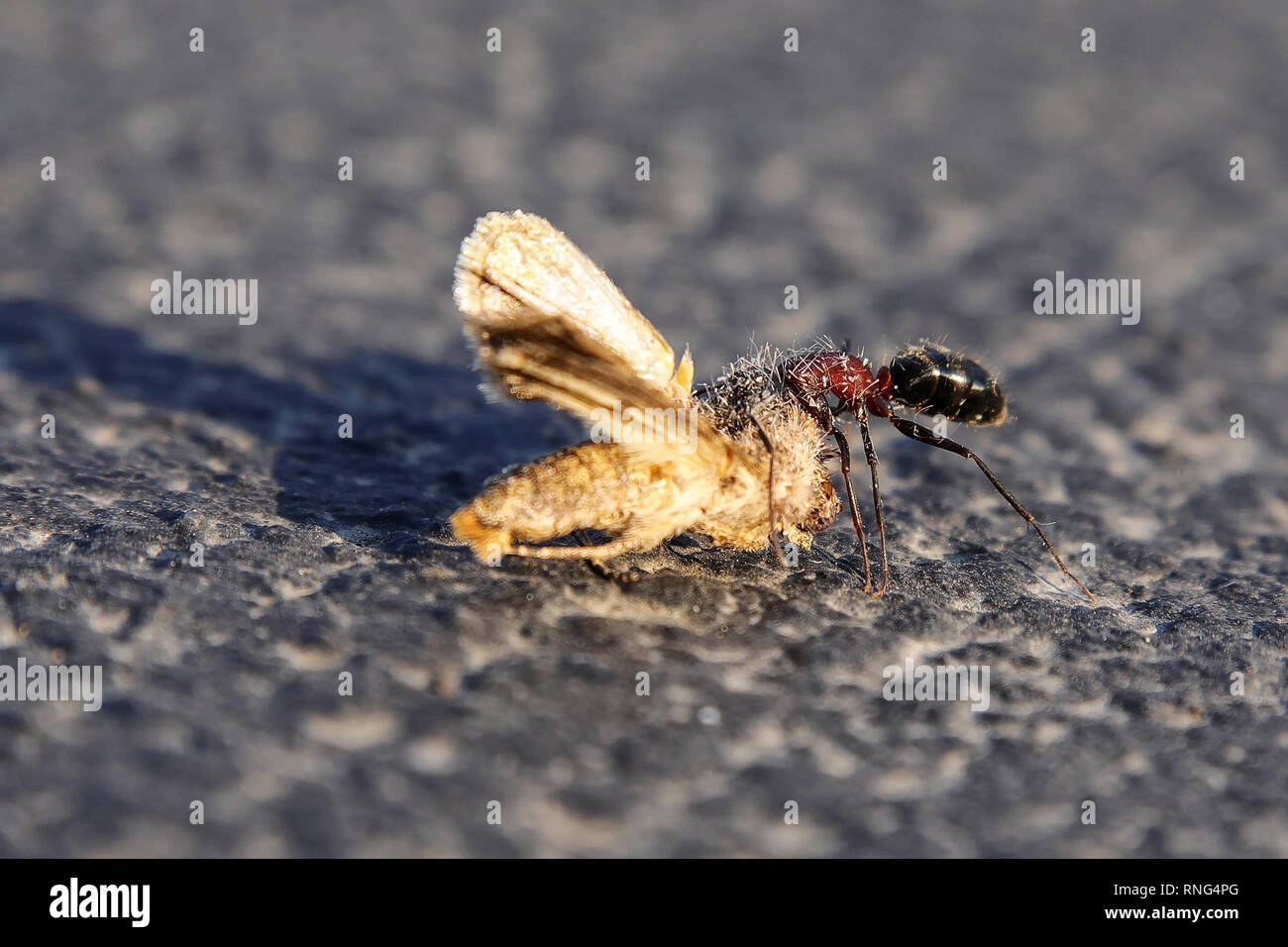Dead moth hi-res stock photography and images - Alamy