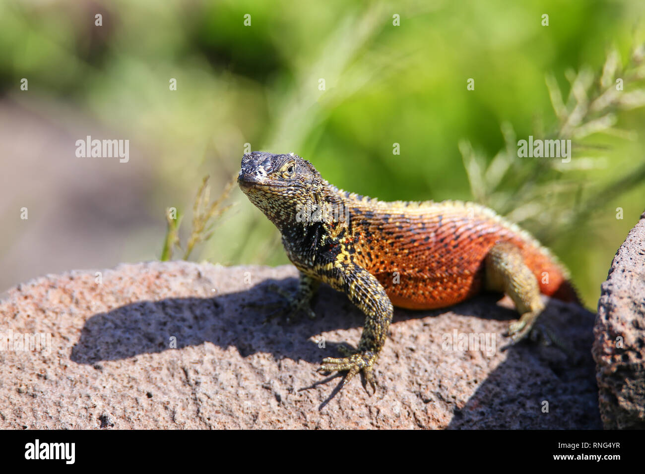 Hood island hi-res stock photography and images - Alamy
