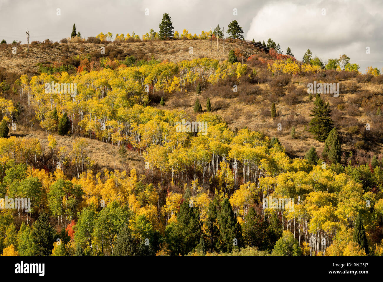 Beautiful fall colored forest with yellow and green trees Stock Photo ...