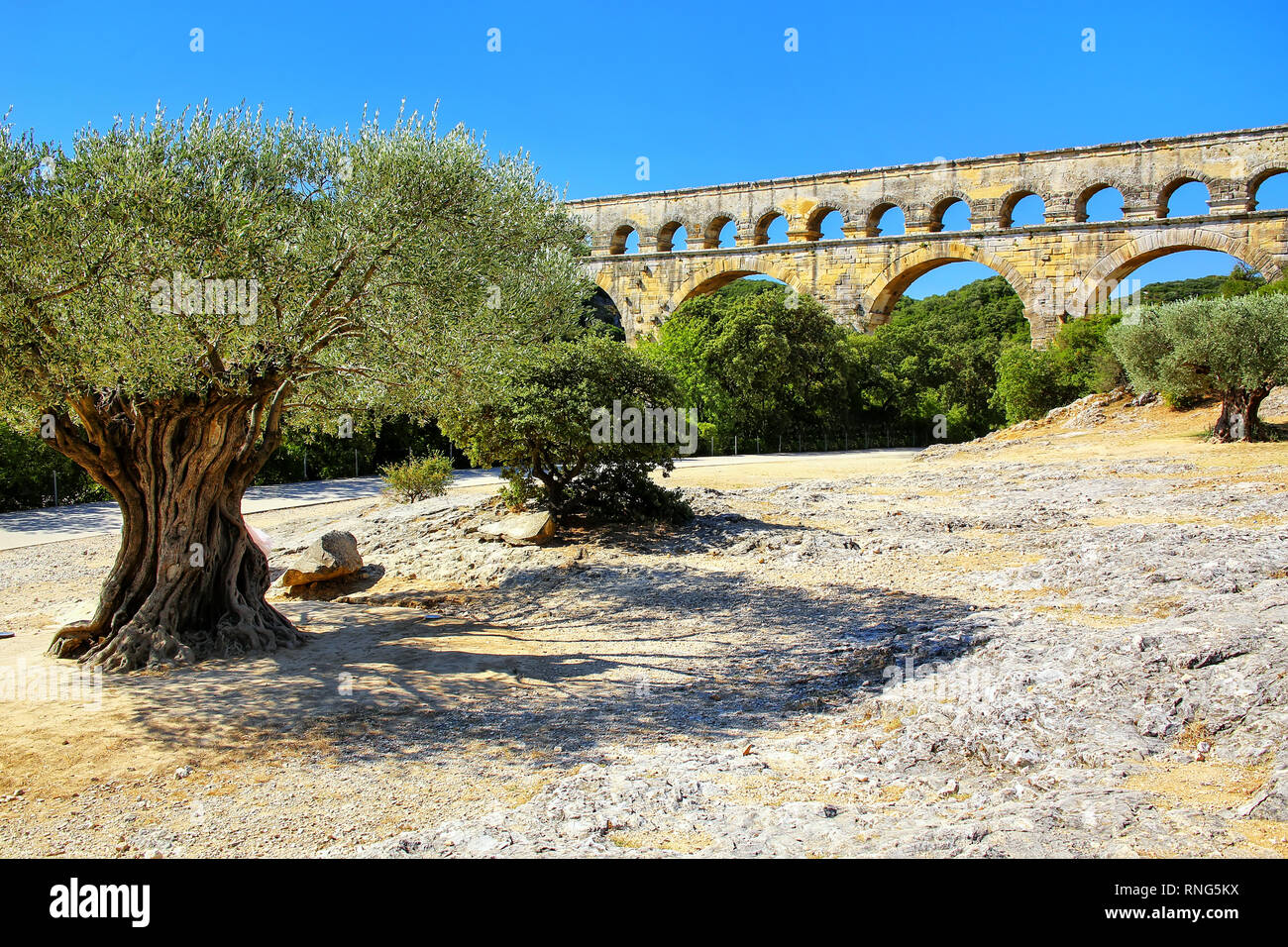 Old olive trees growing near Pont du Gard, southern France. It is the ...