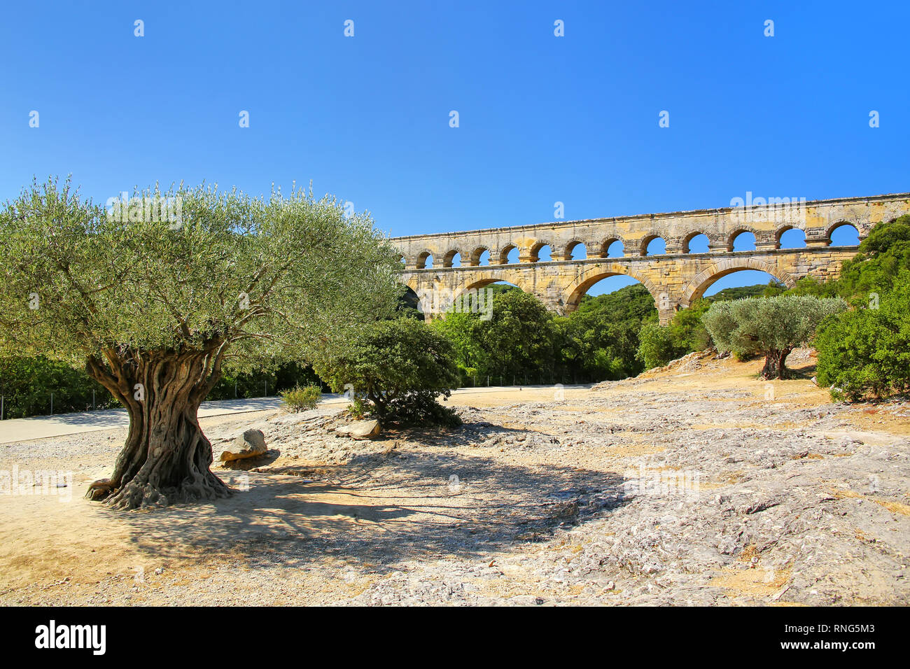 Old olive trees growing near Pont du Gard, southern France. It is the ...