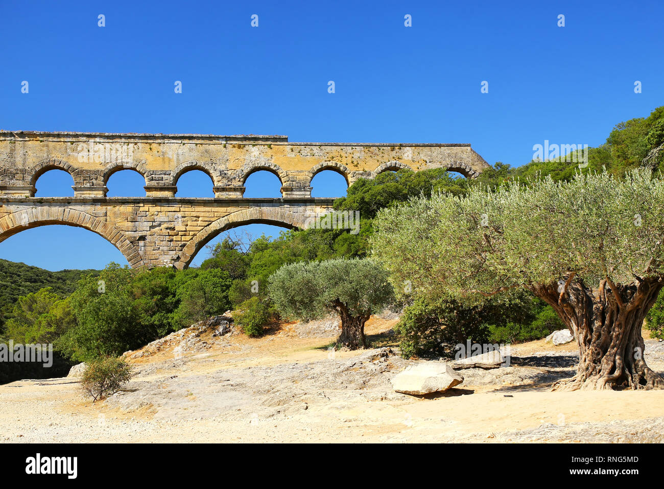 Old olive trees growing near Pont du Gard, southern France. It is the ...