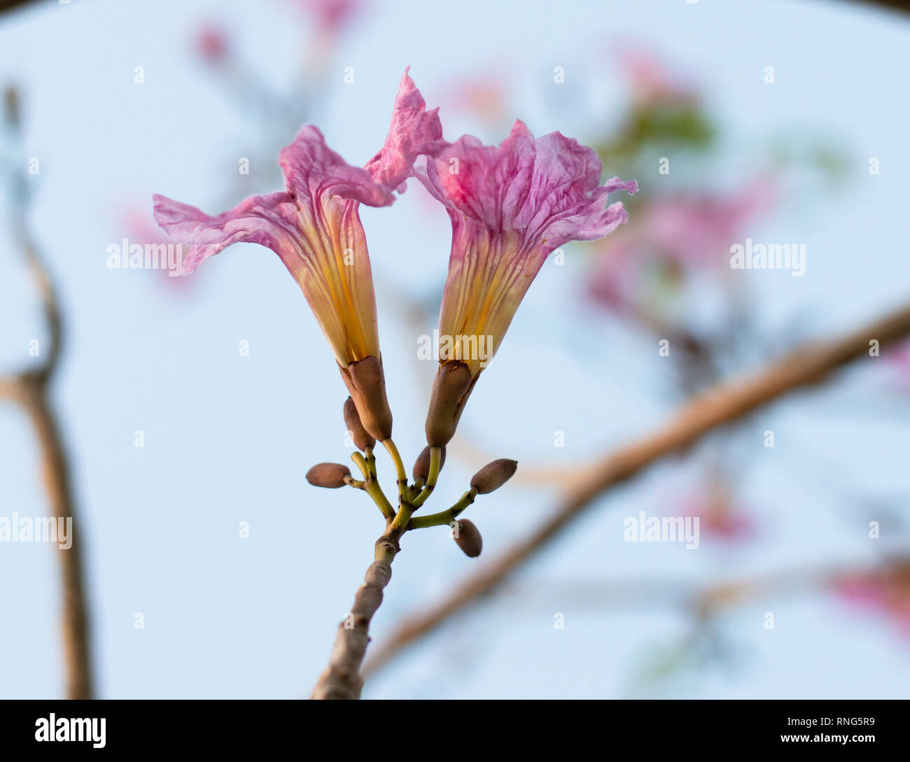 Poui blossom hi-res stock photography and images - Alamy