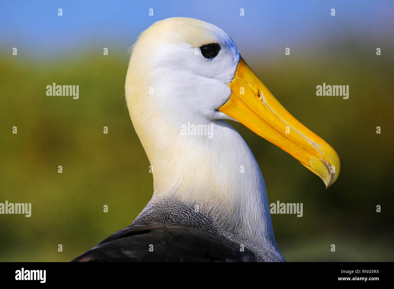 Albatross head hi-res stock photography and images - Alamy