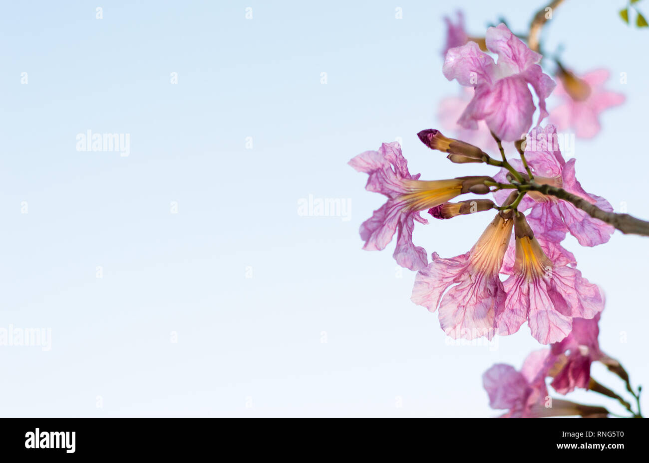 Tabebuia rosea, Rosy trumpet tree bloom with copy space Stock Photo - Alamy
