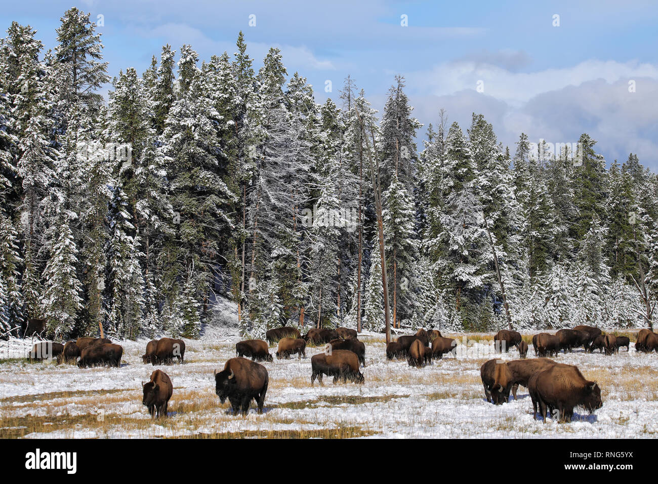 Bison bison herd walking hi-res stock photography and images - Alamy