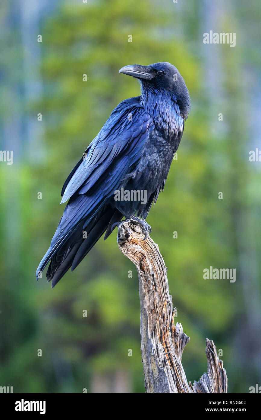Raven in dead tree hi-res stock photography and images - Alamy