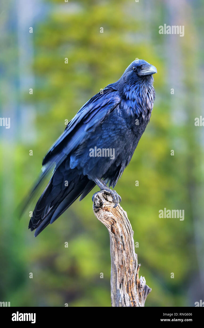 Raven sitting in dead tree hi-res stock photography and images - Alamy