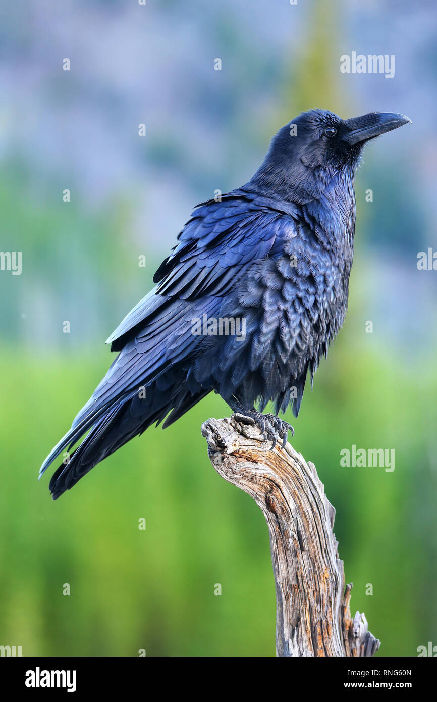 Common raven (Corvus corax) sitting on a dead tree in Yellowstone ...