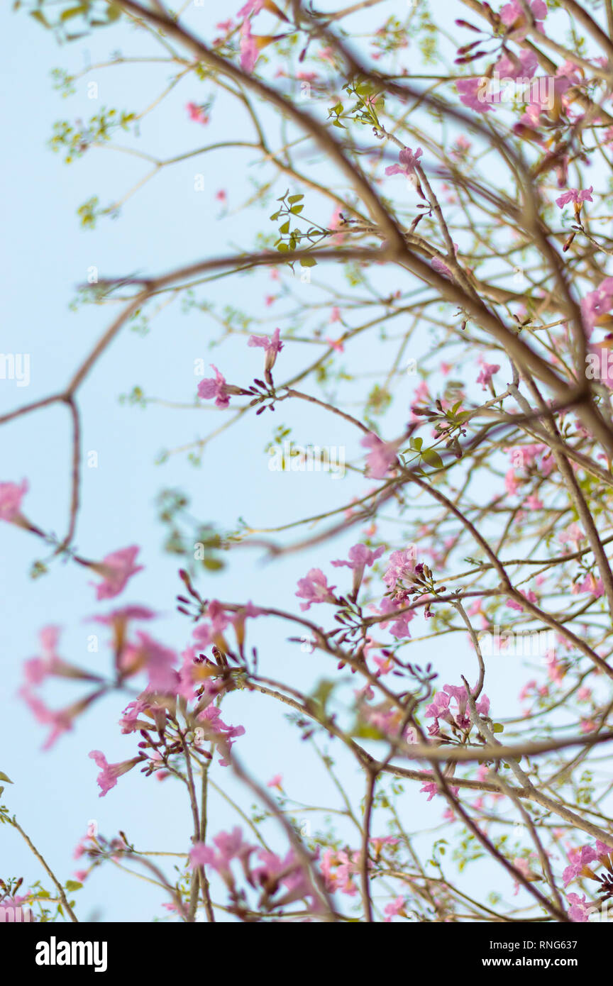 Tabebuia rosea, Rosy trumpet tree in bloom Stock Photo - Alamy