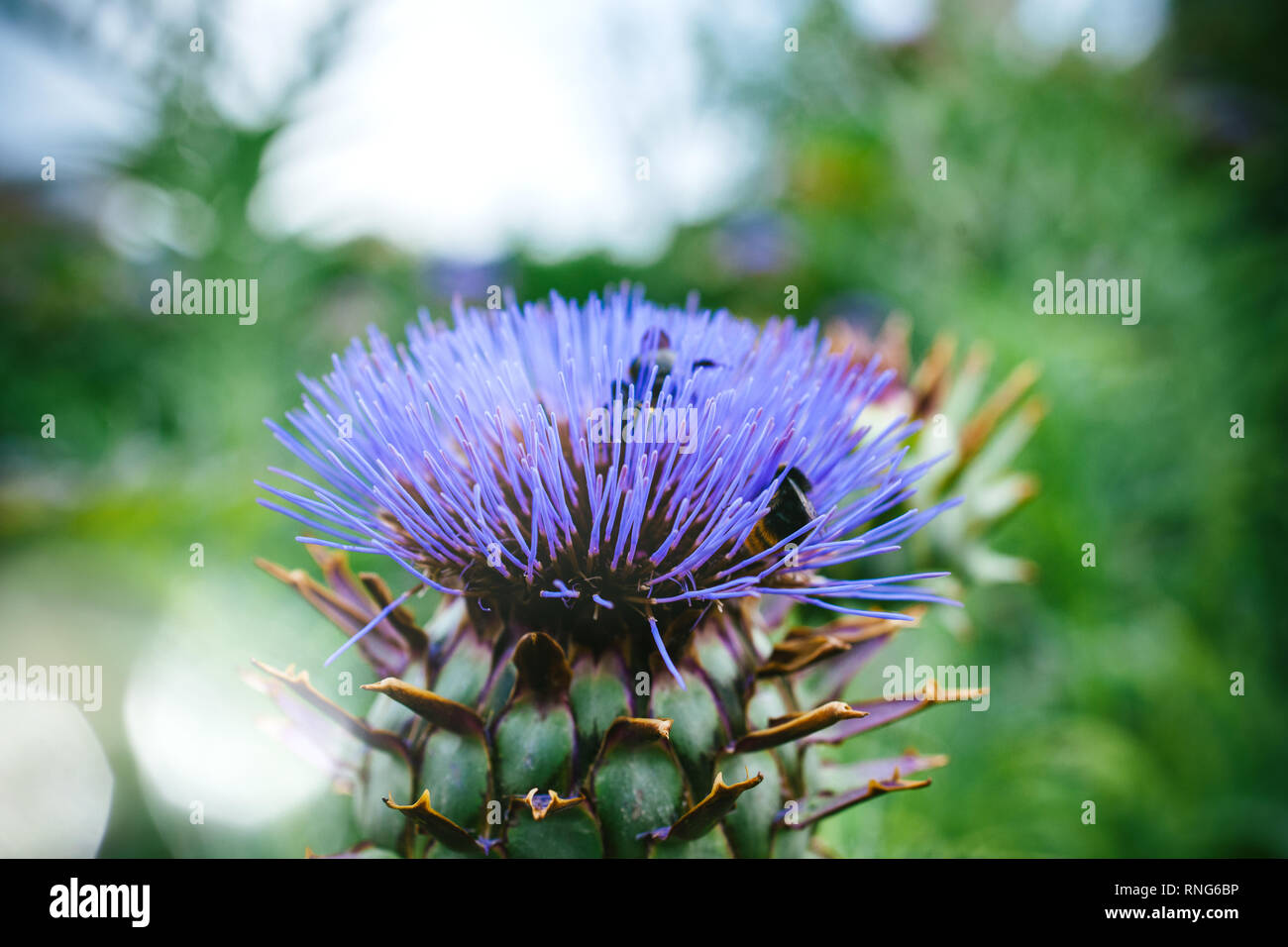 Bumble-bees hiding and pollinating vivid violet artichoke flower in the ...