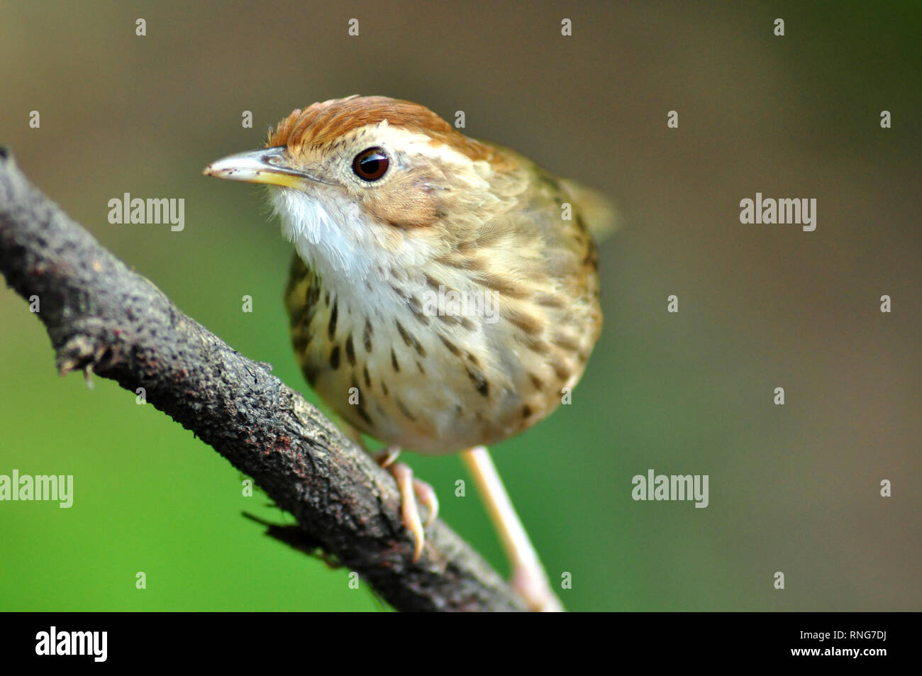 brown bird in nature Stock Photo - Alamy