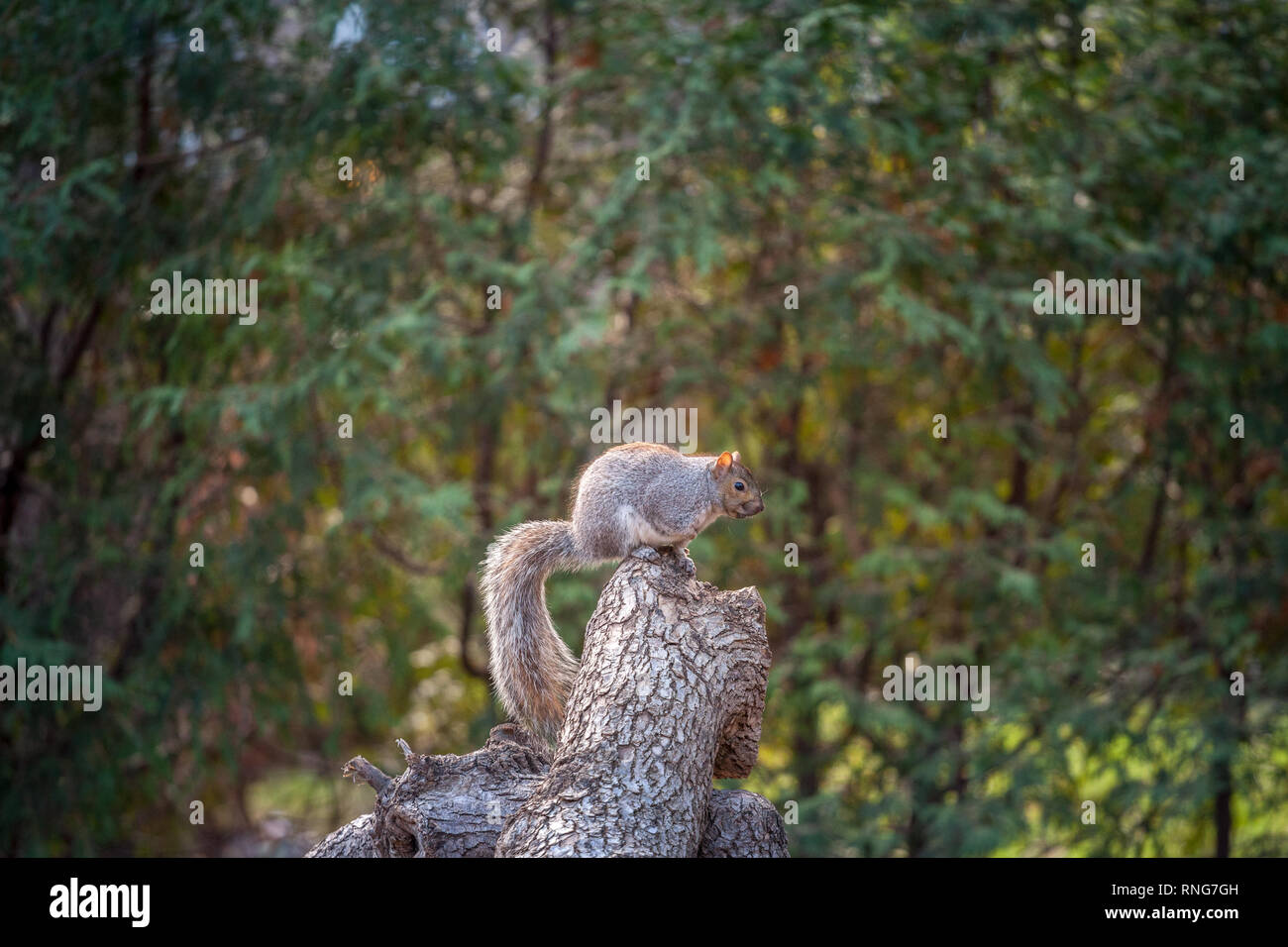 Eastern Gray Squirrel, or Sciurus carolinensis standing in an forest ...