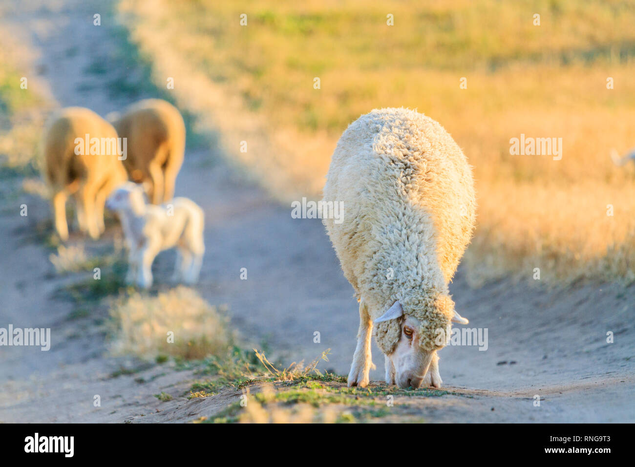 Sheep grazing australia sun hi-res stock photography and images - Alamy