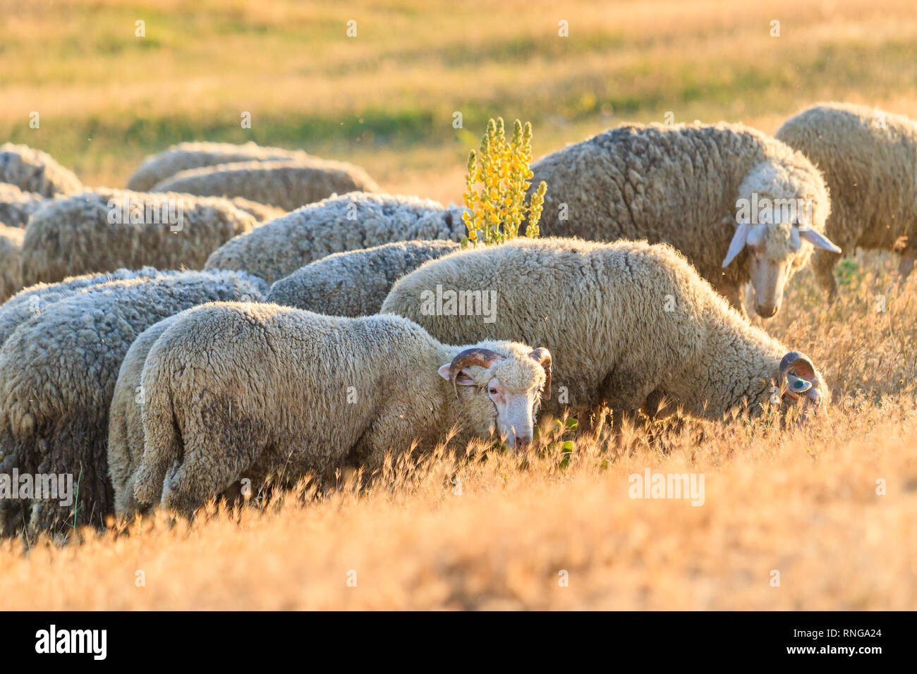 Sheep sky clouds hi-res stock photography and images - Alamy
