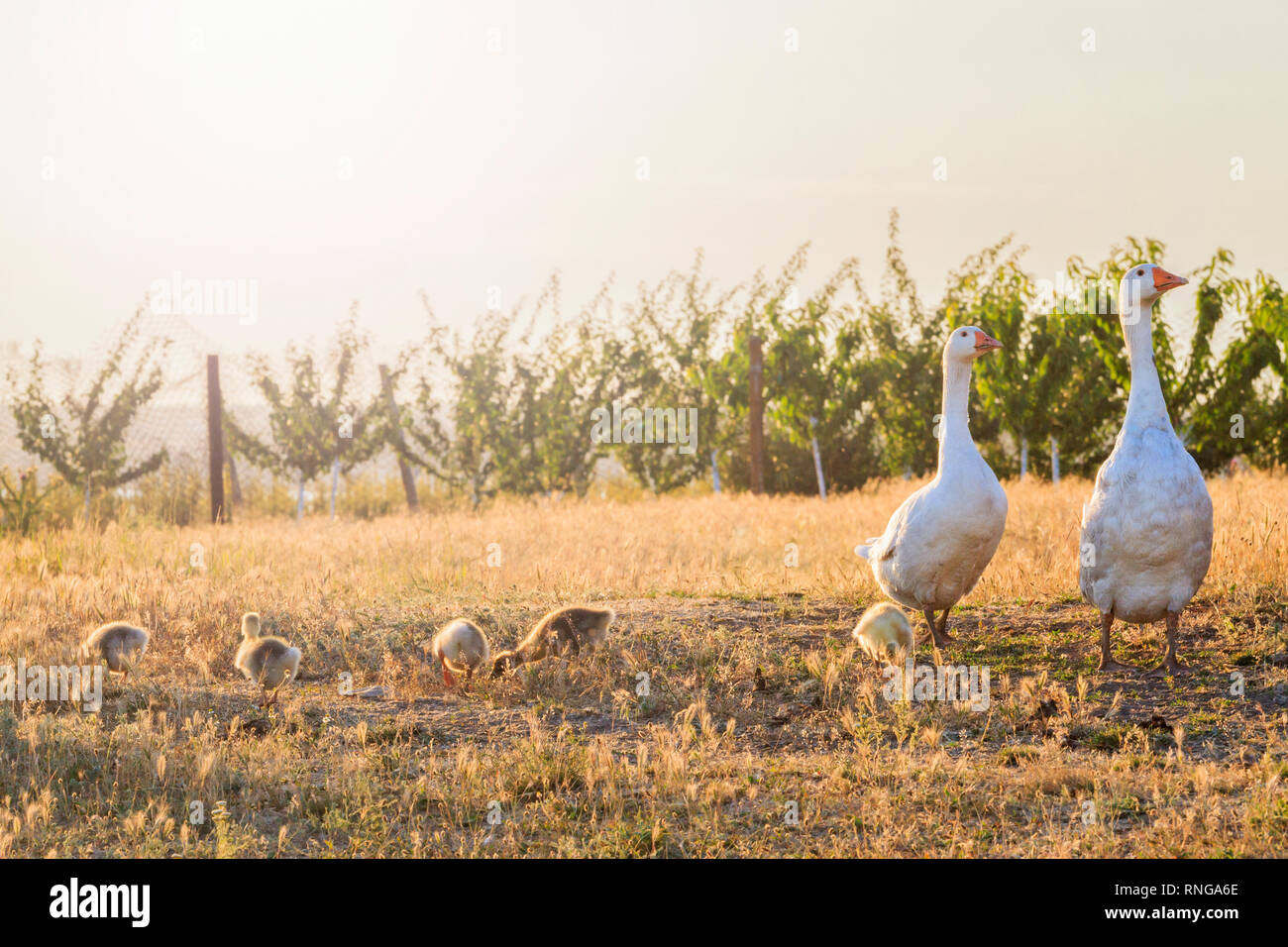 white geese family at sunset with sunny hotspot Stock Photo - Alamy