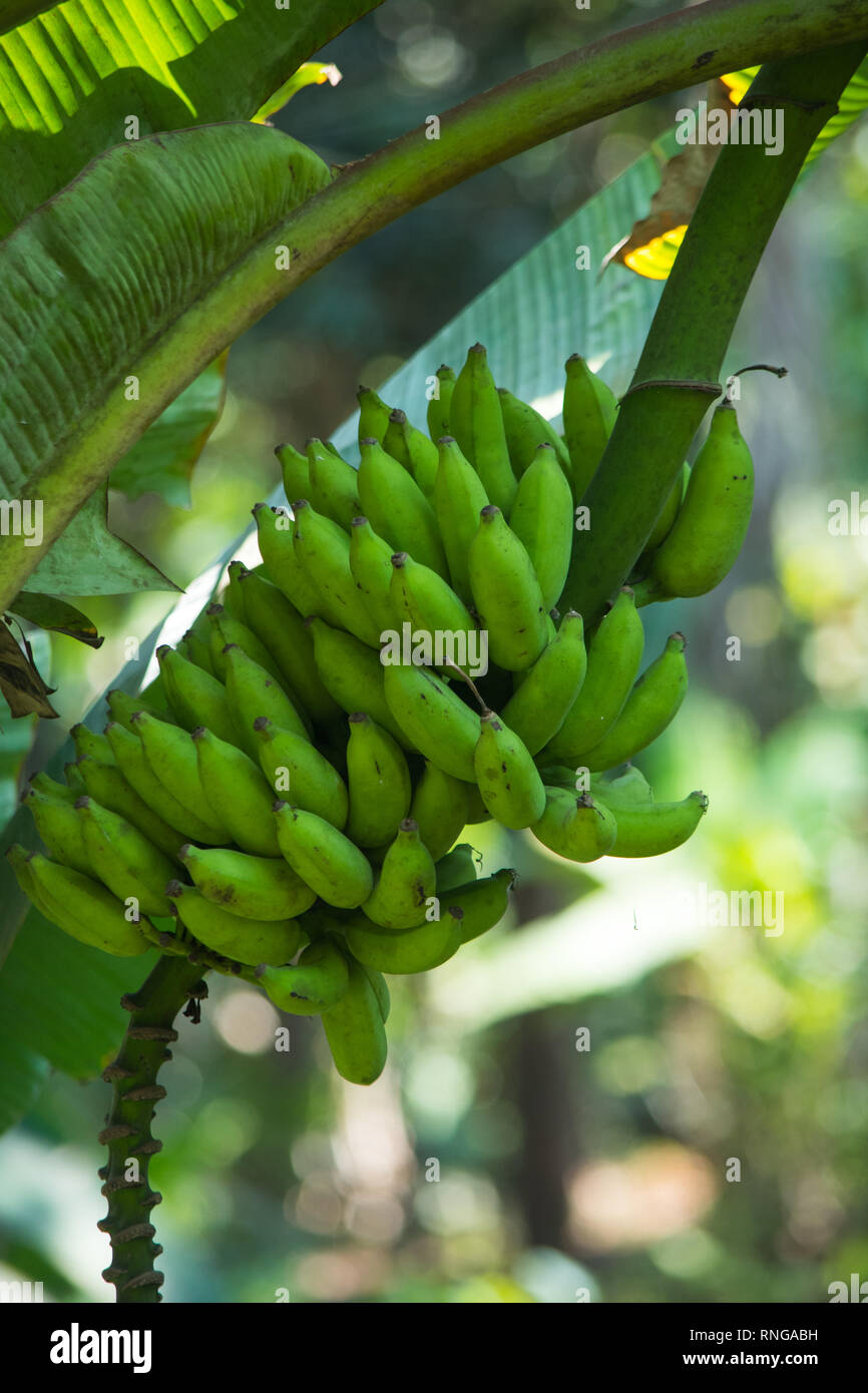 Green banana fruit hi-res stock photography and images - Alamy