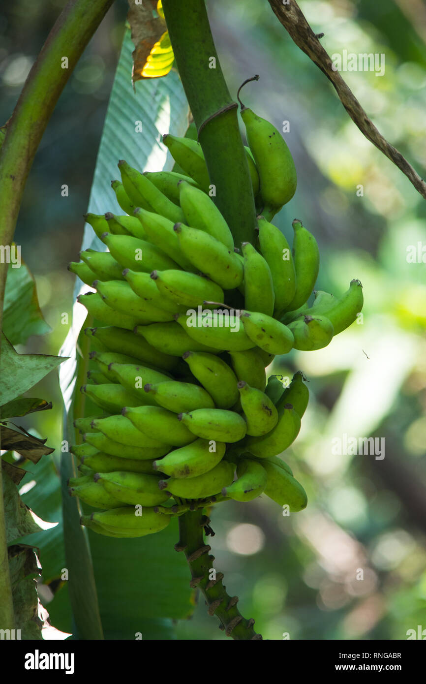 Green banana fruit hi-res stock photography and images - Alamy