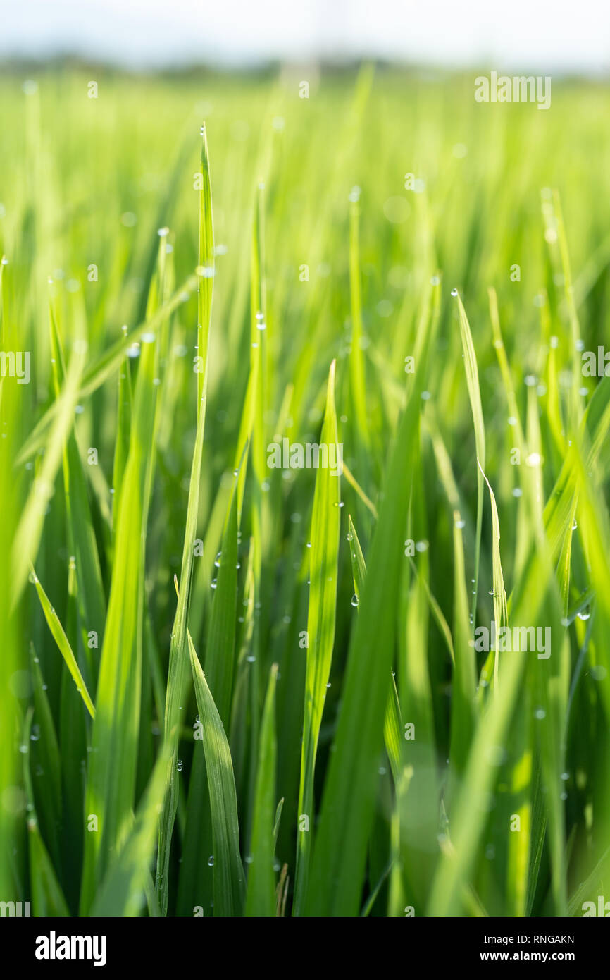 Lush green rice field hi-res stock photography and images - Alamy